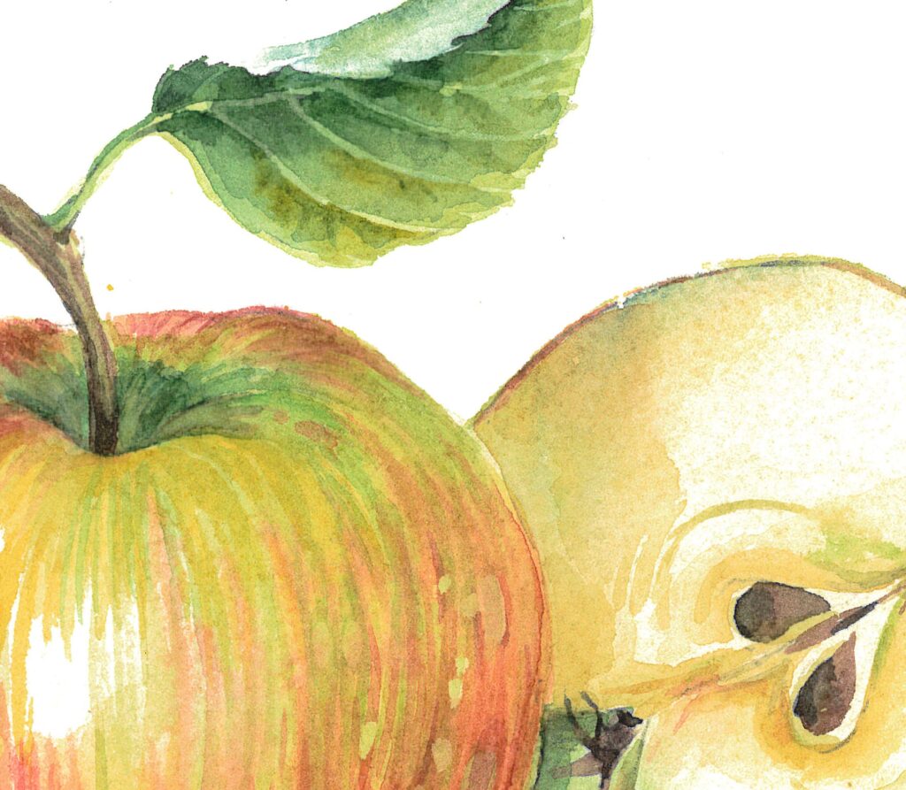 Apples. Watercolor botanical clipart • MarMarClipArt